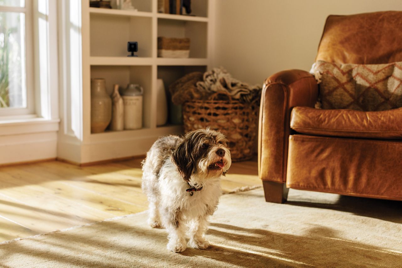 Learn About Cox Homelife Features – Smart Home & Security Features